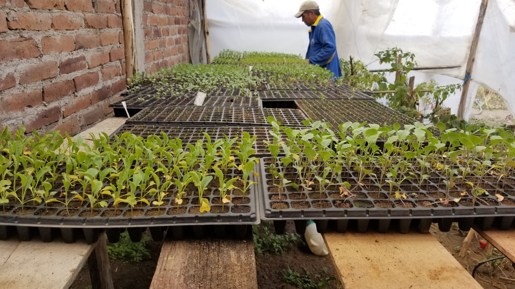 Primero germinación de semillas en el vivero invernadero Kishwar ...